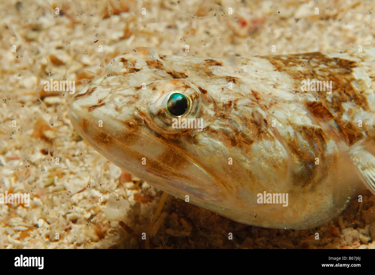 Atlantic lizardfish hi-res stock photography and images - Alamy