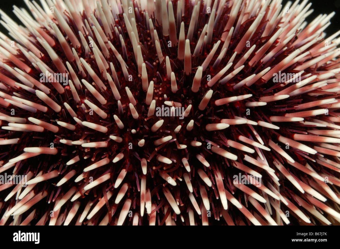 Violet Sea Urchin Sphaerechinus granularis Susac Island Adriatic Sea ...