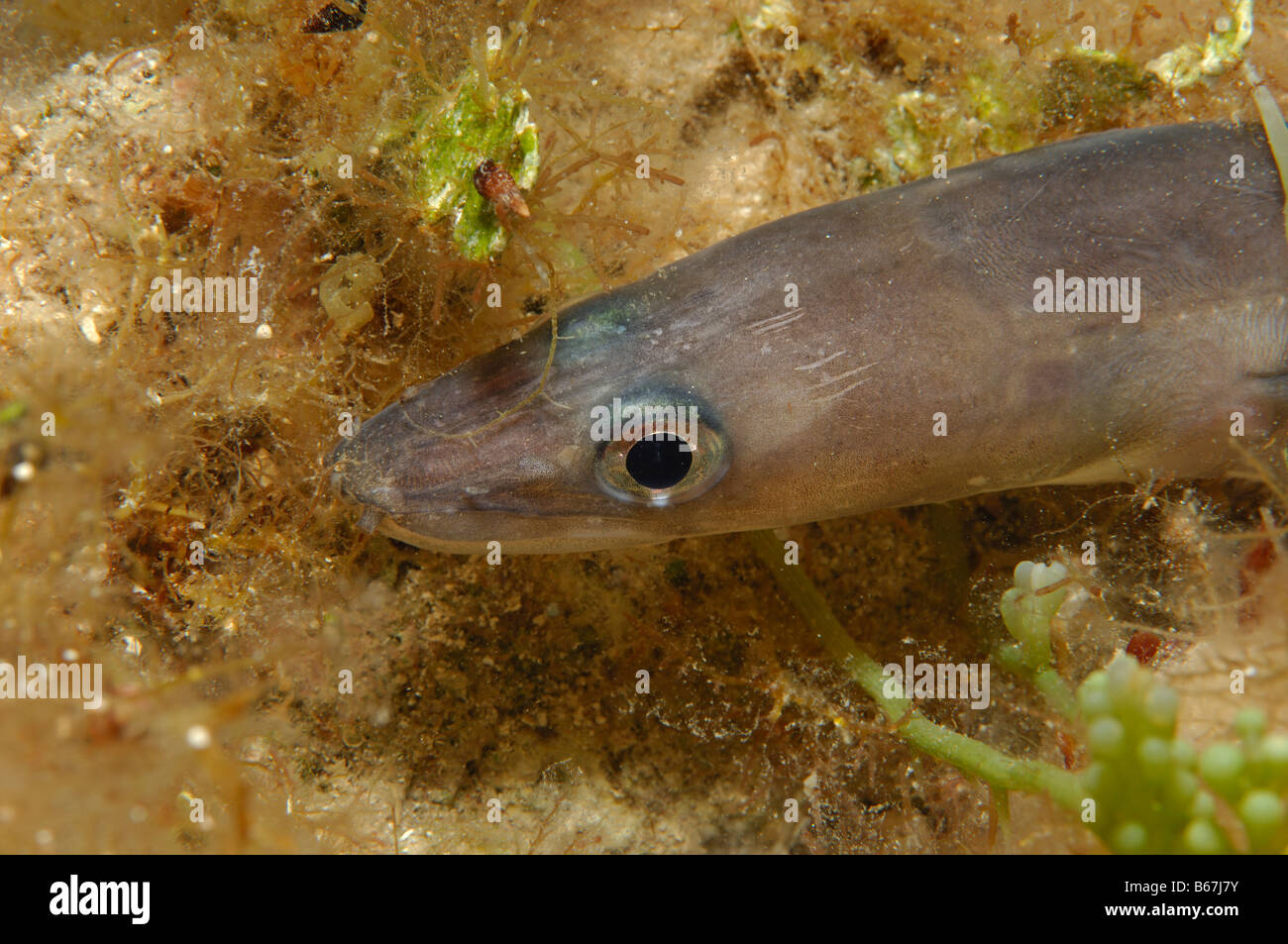 Conger Eel Conger Conger Susac Island Adriatic Sea Croatia Stock Photo ...
