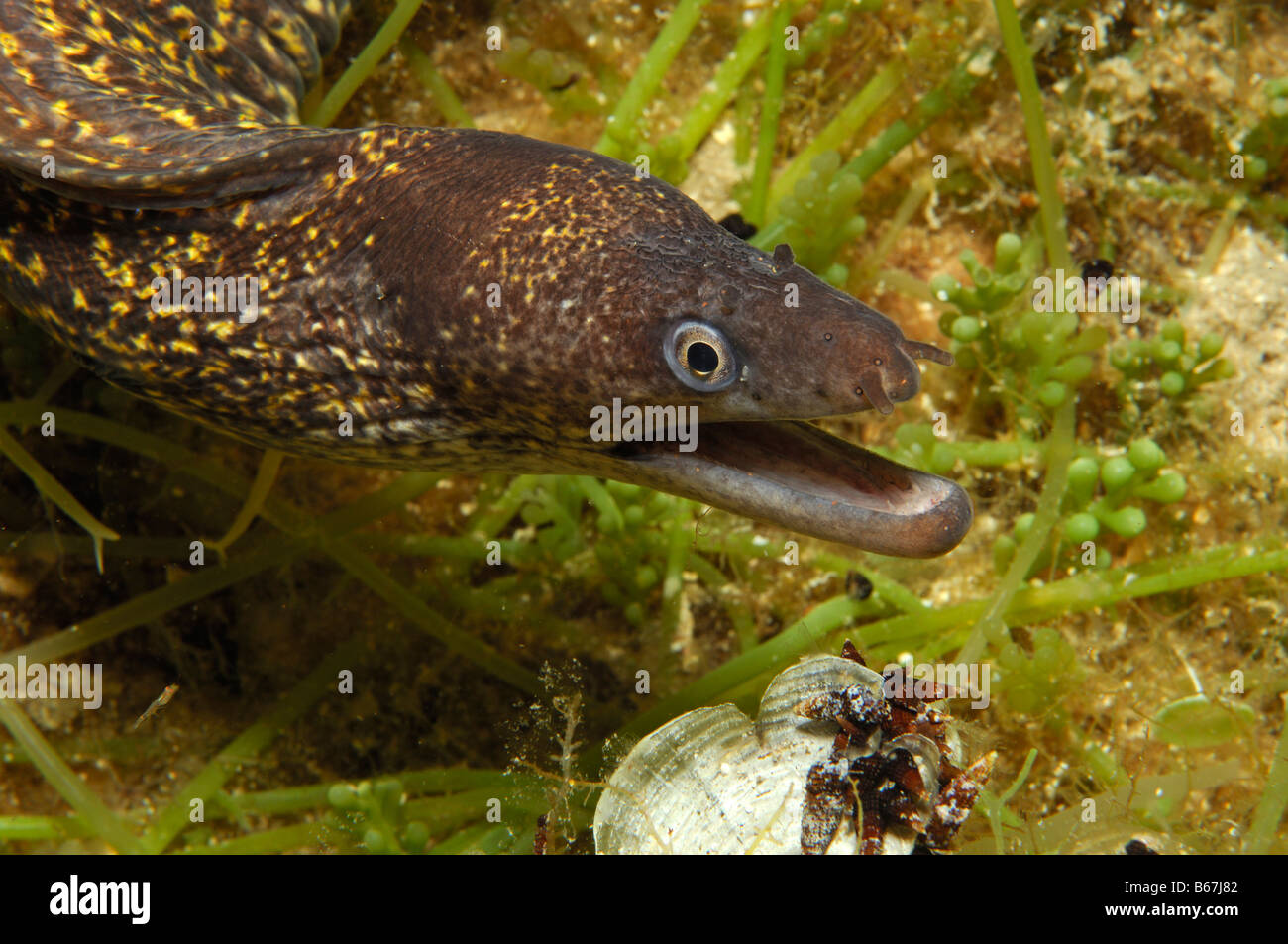 Mediterranean Moray Muraena helena Susac Island Adriatic Sea Croatia ...