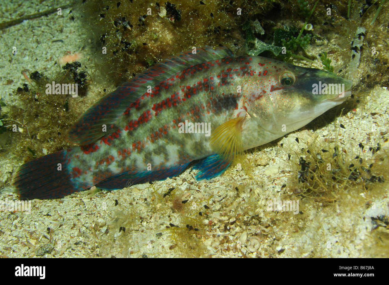 Doderleins Wrasse Symphodus doderleini Susac Island Adriatic Sea ...