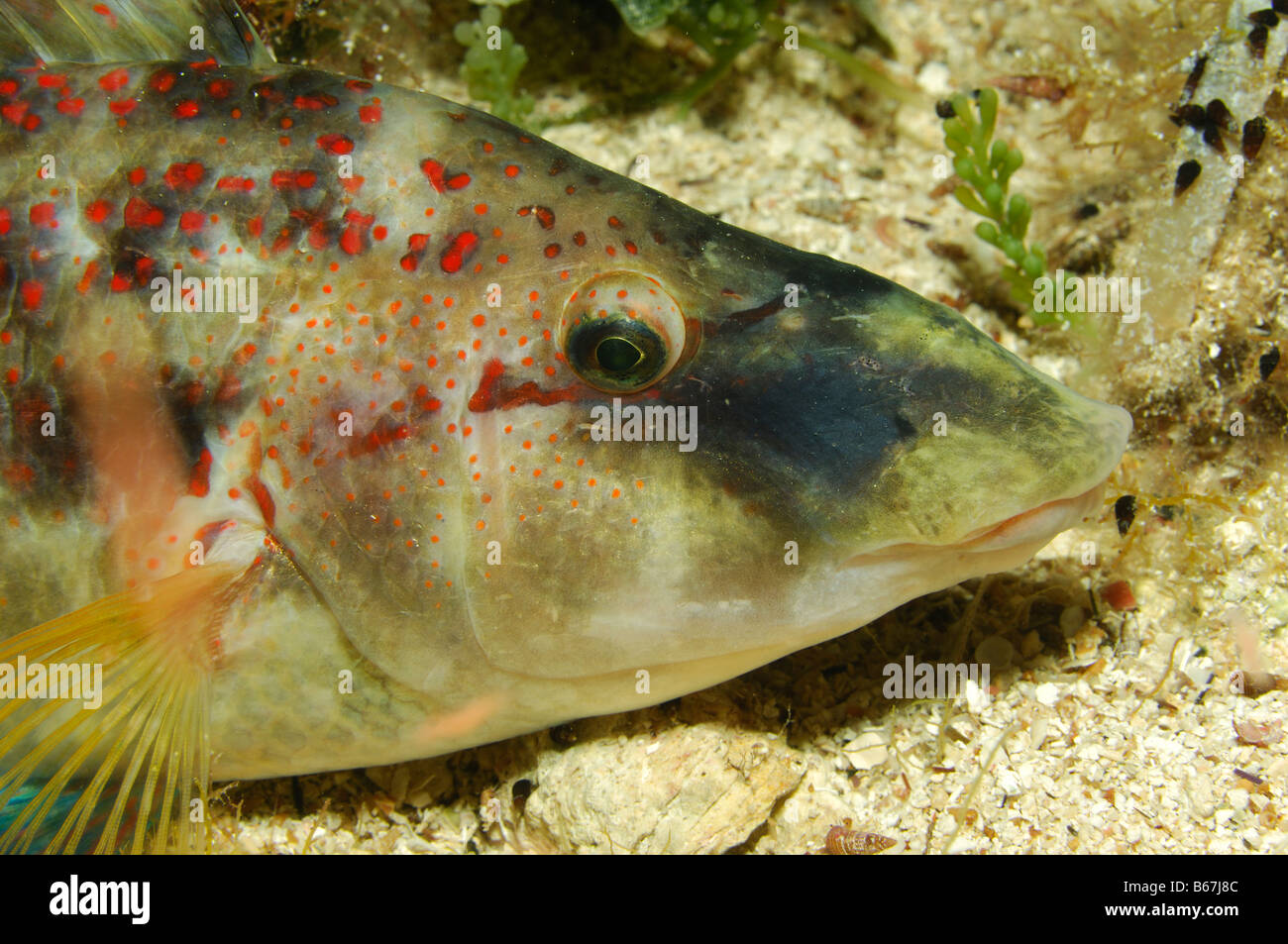 Fish Island Riviera High Resolution Stock Photography and Images - Alamy