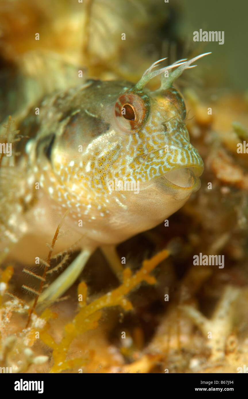 Incognitus hi-res stock photography and images - Alamy