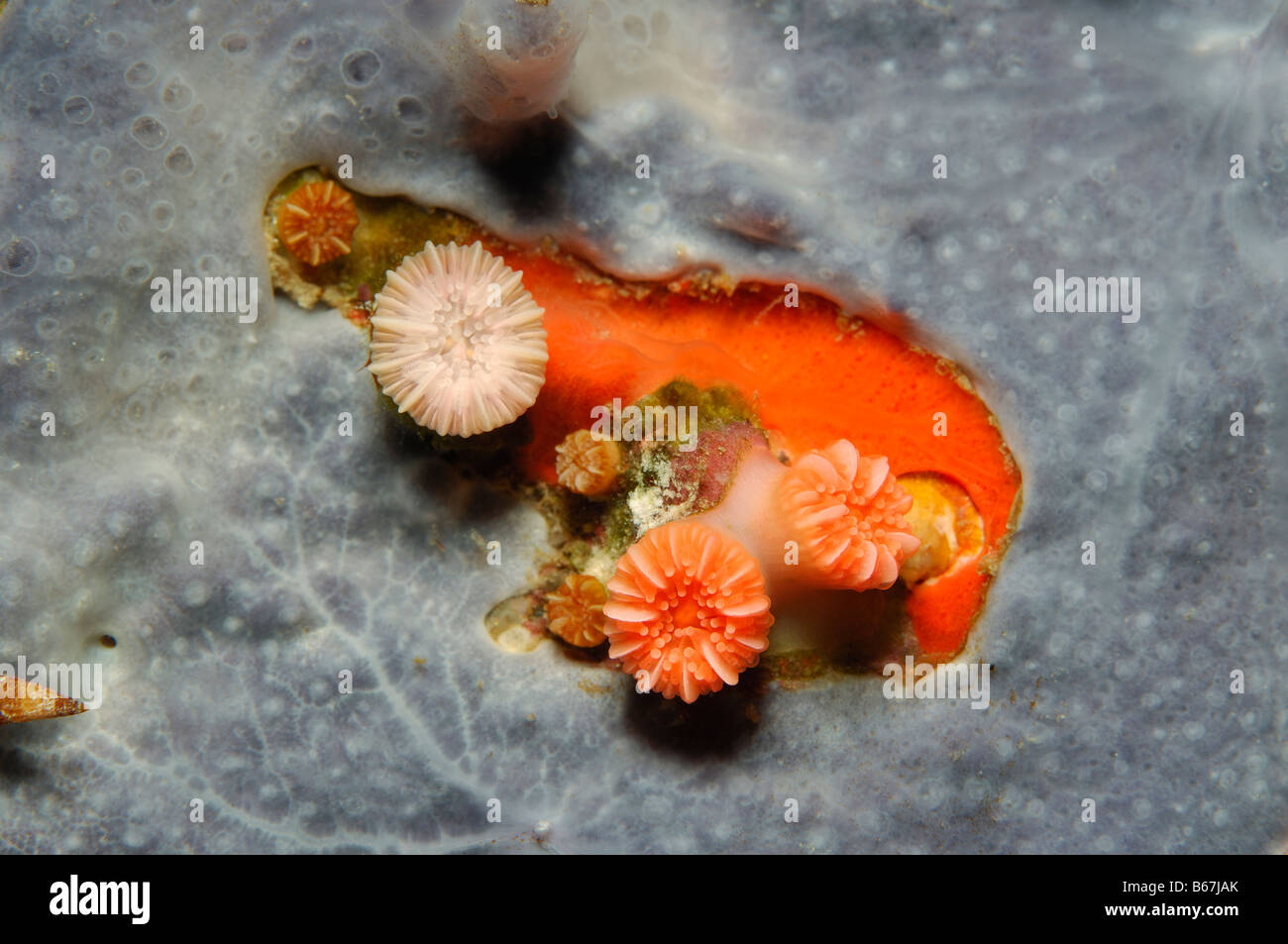 Brusnik croatia hi-res stock photography and images - Alamy