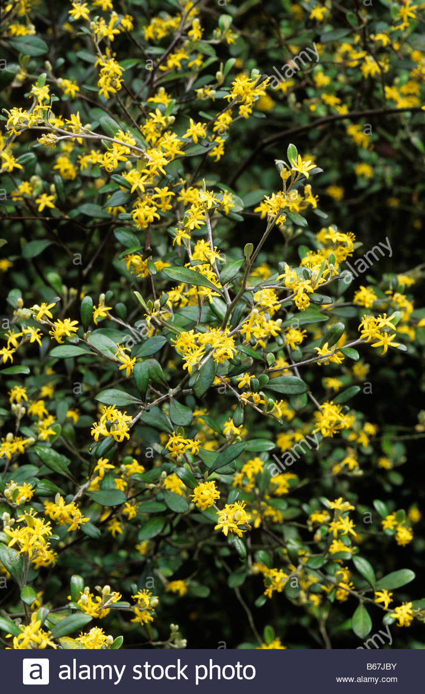 Corokia Stock Photos & Corokia Stock Images - Alamy