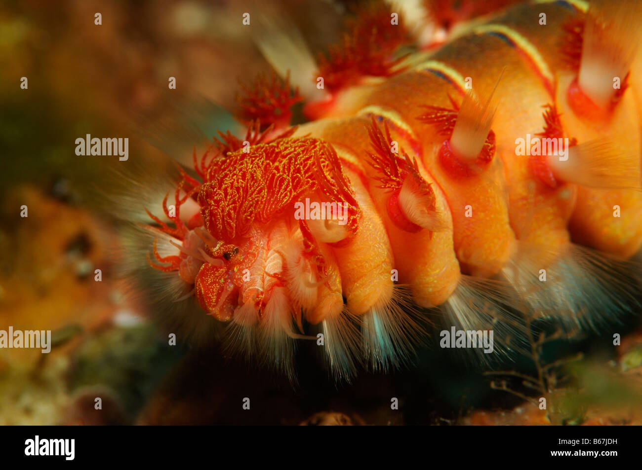 Fire Worms High Resolution Stock Photography and Images - Alamy
