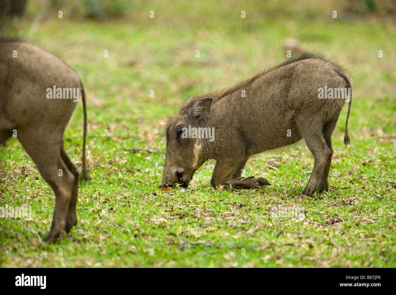 Pig like hi-res stock photography and images - Alamy