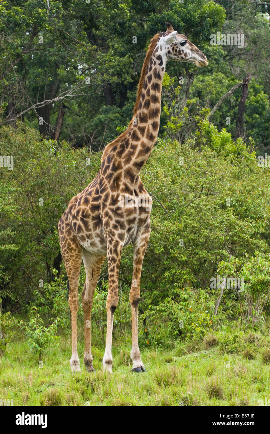Giraffes height hi-res stock photography and images - Alamy