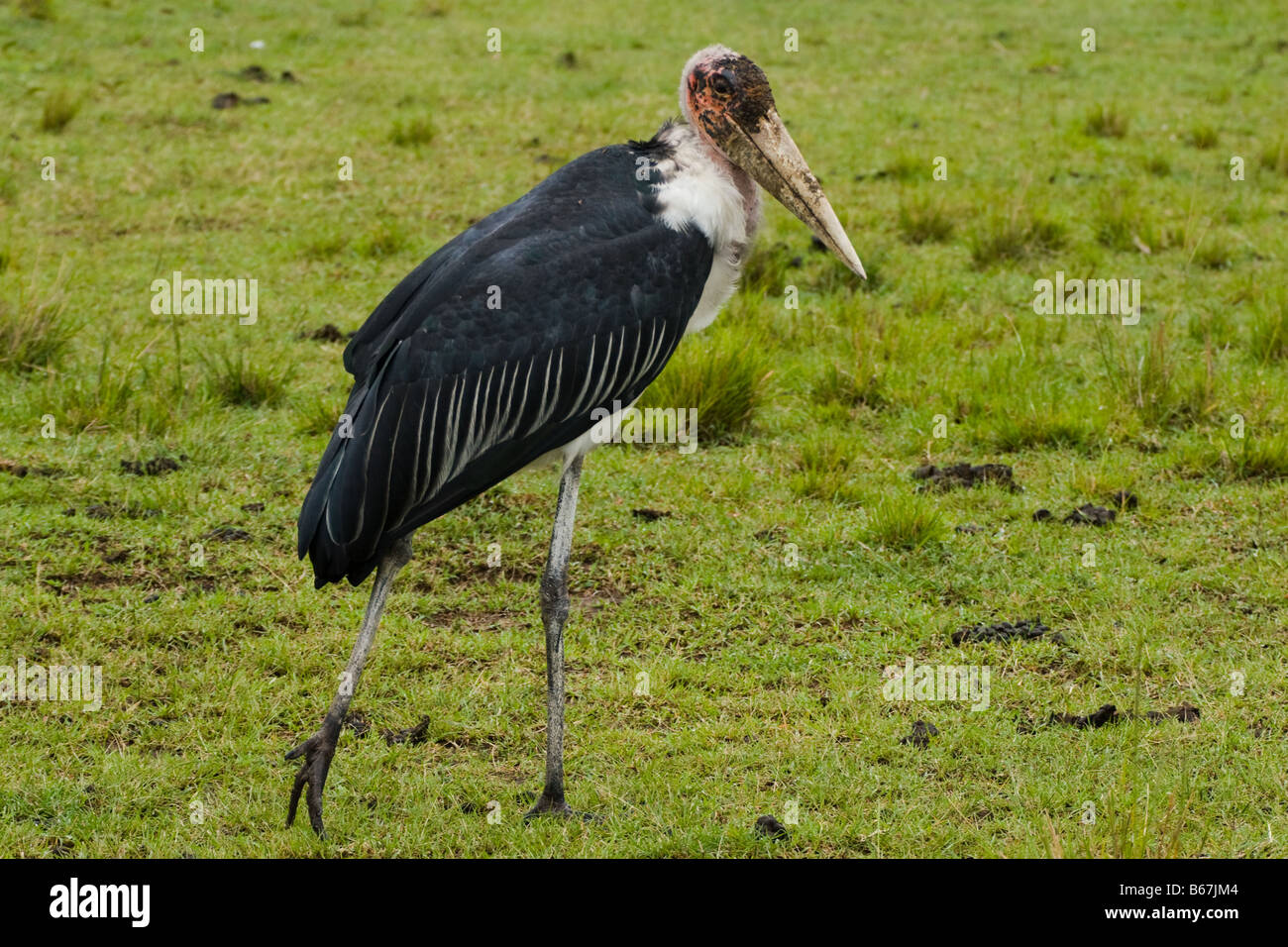 Marabou Stork Walking High Resolution Stock Photography and Images - Alamy