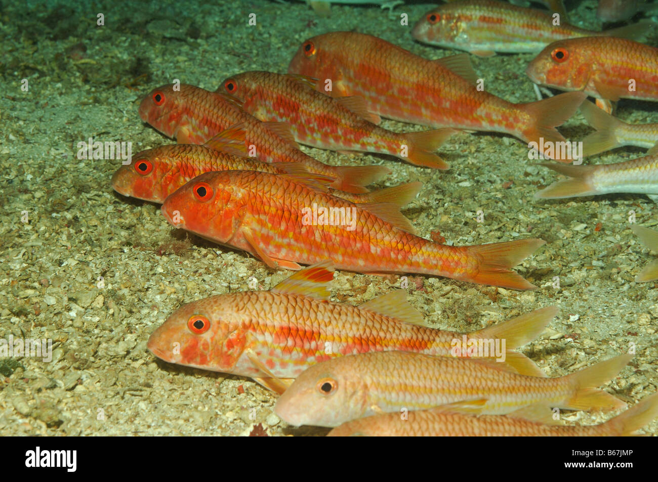 Red mullets hi-res stock photography and images - Alamy