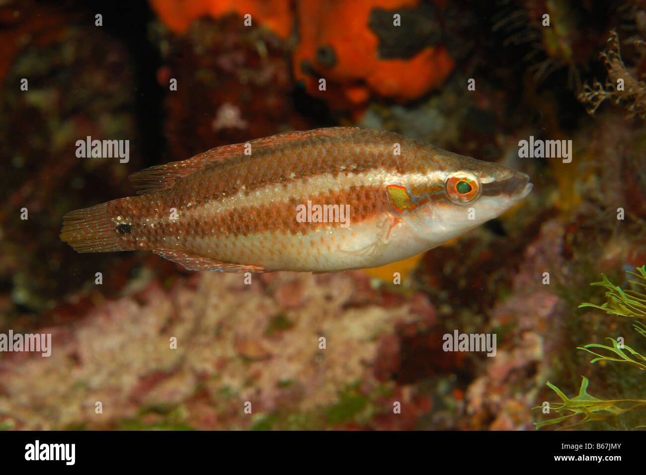 Ocellated Wrasse Symphodus ocellatus Vis Island Adriatic Sea Croatia ...