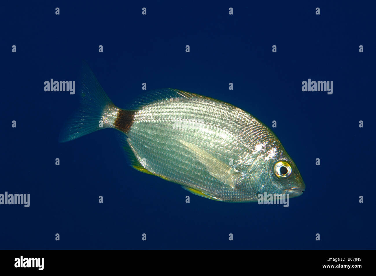 Annular Seabream Diplodus annularis Vis Island Adriatic Sea Croatia ...