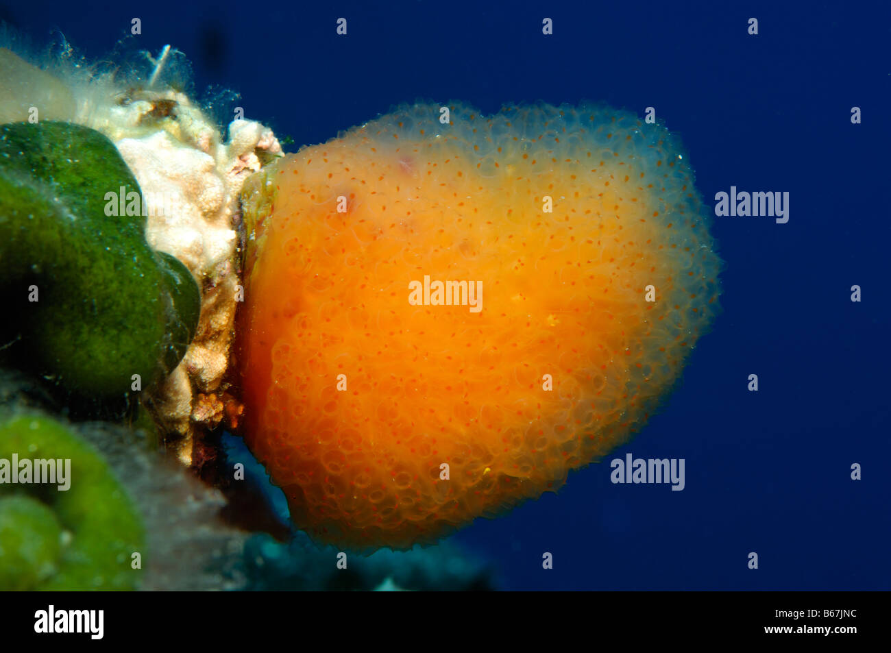 Colony of Tunicates Aplidium proliferum Vis Island Adriatic Sea Croatia ...