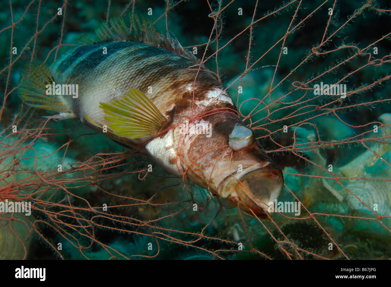 Trapped in a net hi-res stock photography and images - Alamy