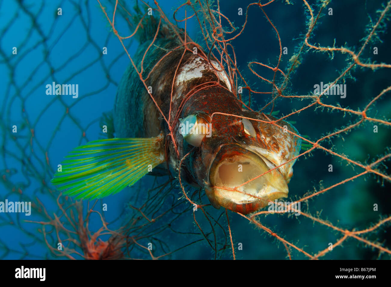 Painted Comber trapped in Net Serranus Scriba Vis Island Adriatic Sea ...