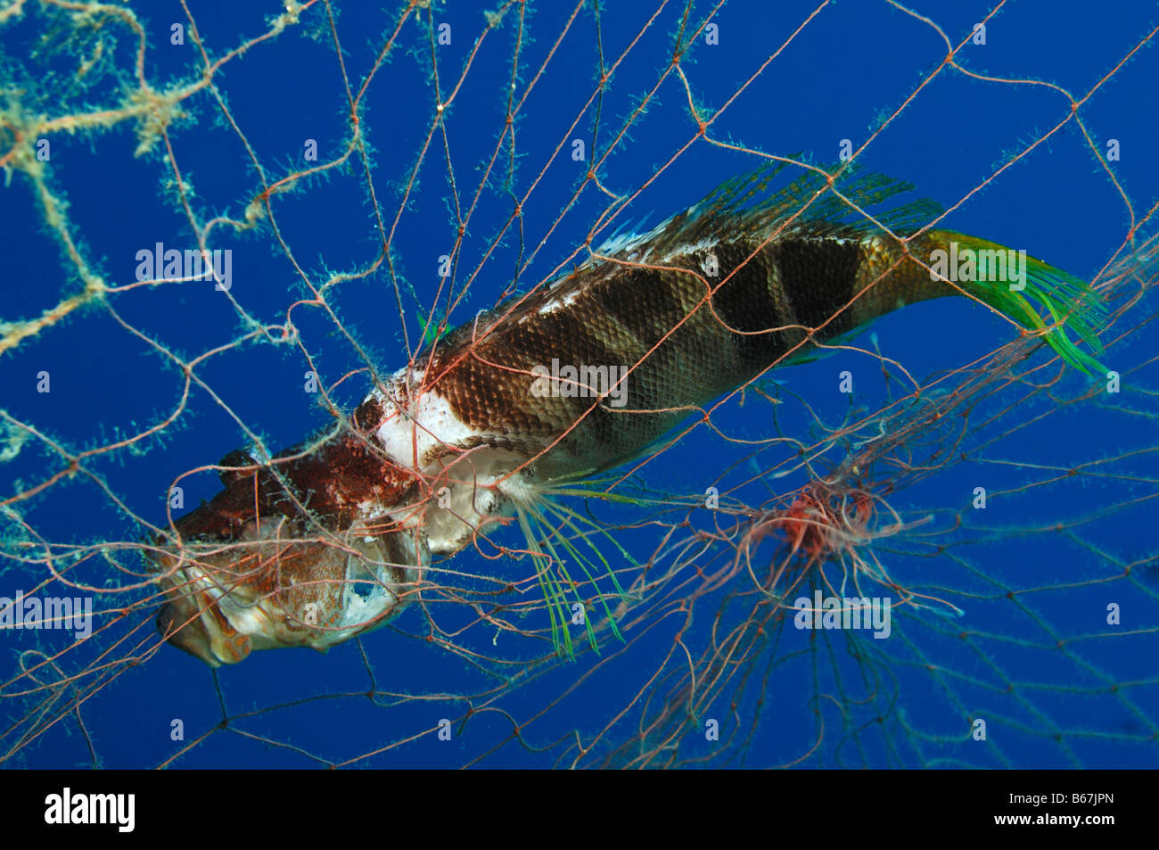 Painted Comber trapped in Net Serranus Scriba Vis Island Adriatic Sea ...