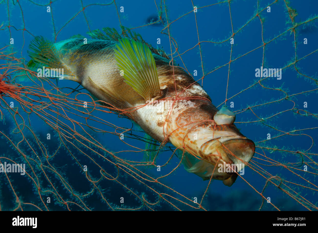 Comber fish in the mediterranean sea hi-res stock photography and ...