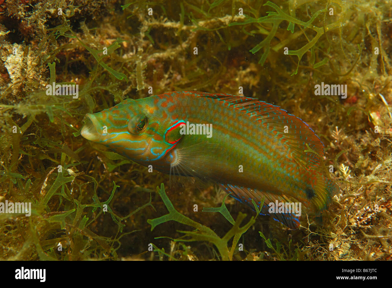 Ocellated wrasse symphodus ocellatus hi-res stock photography and ...