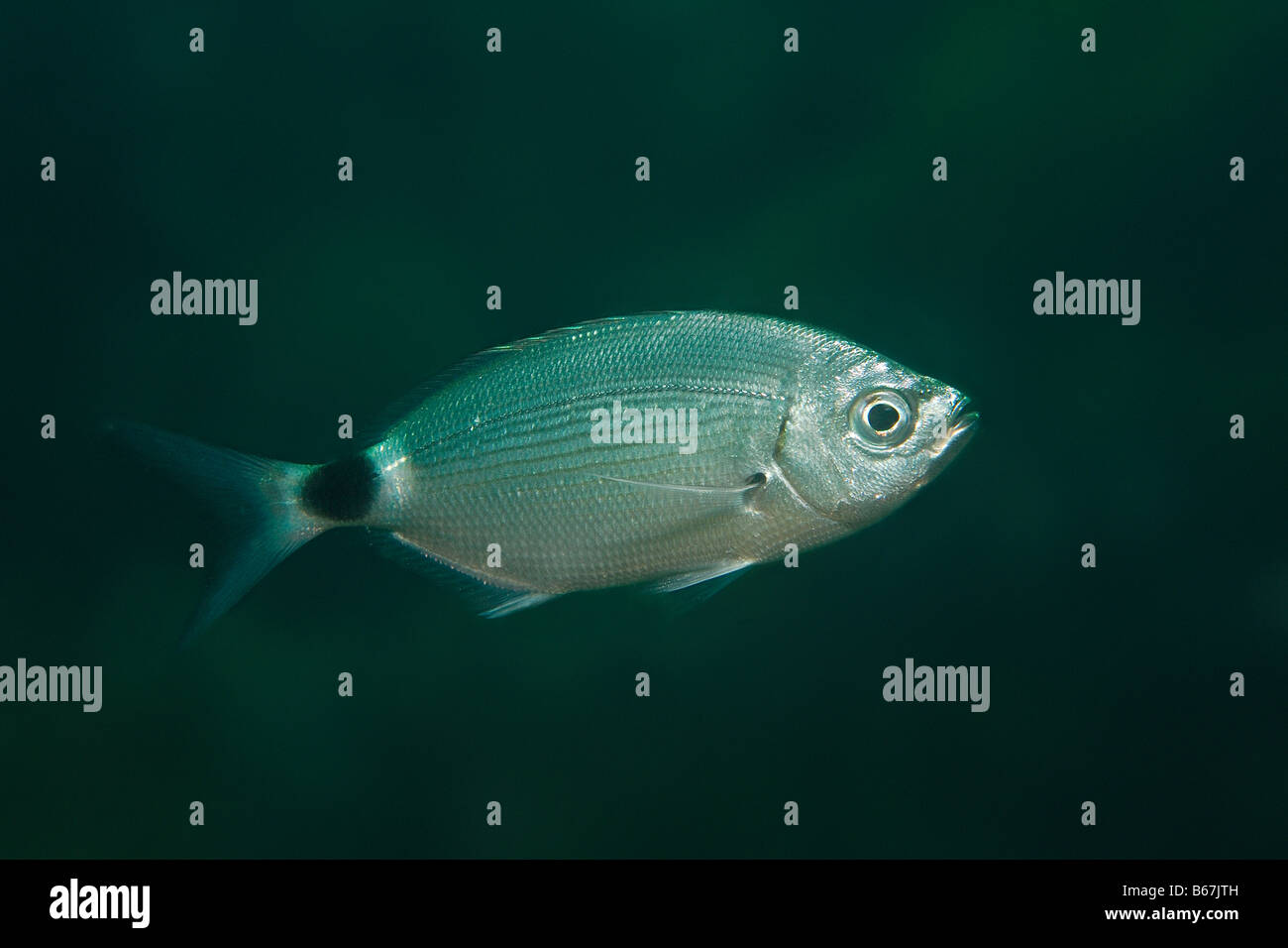 Annular bream hi-res stock photography and images - Alamy