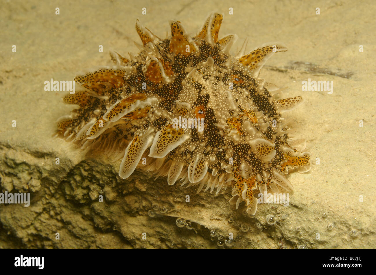 Polybranchia Sea Snail Polybranchia Strumjan Adriatic Sea Slovenia ...