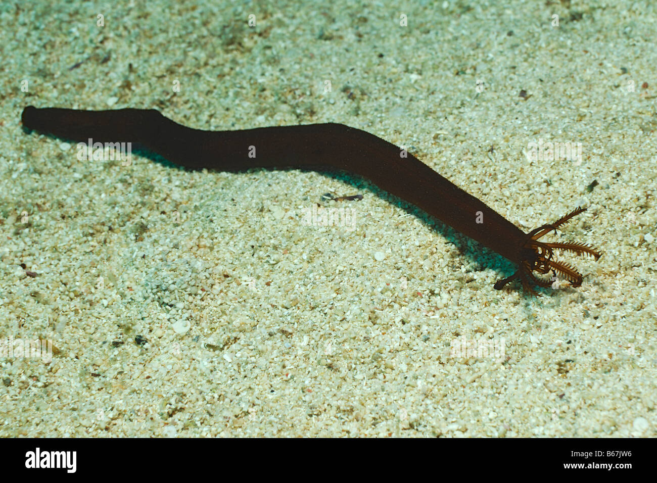 Brown Snake Sea Cucumber Holothuria Kas Mittelmeer Turkey Stock Photo ...