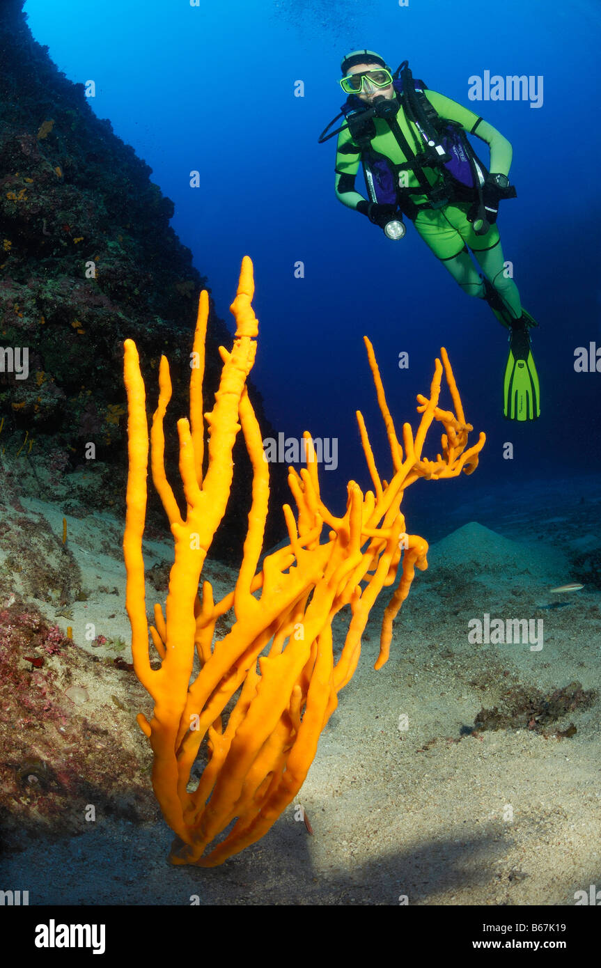 Diver and Branching Sponge Axinella verrucosa Kas Mittelmeer Turkey ...
