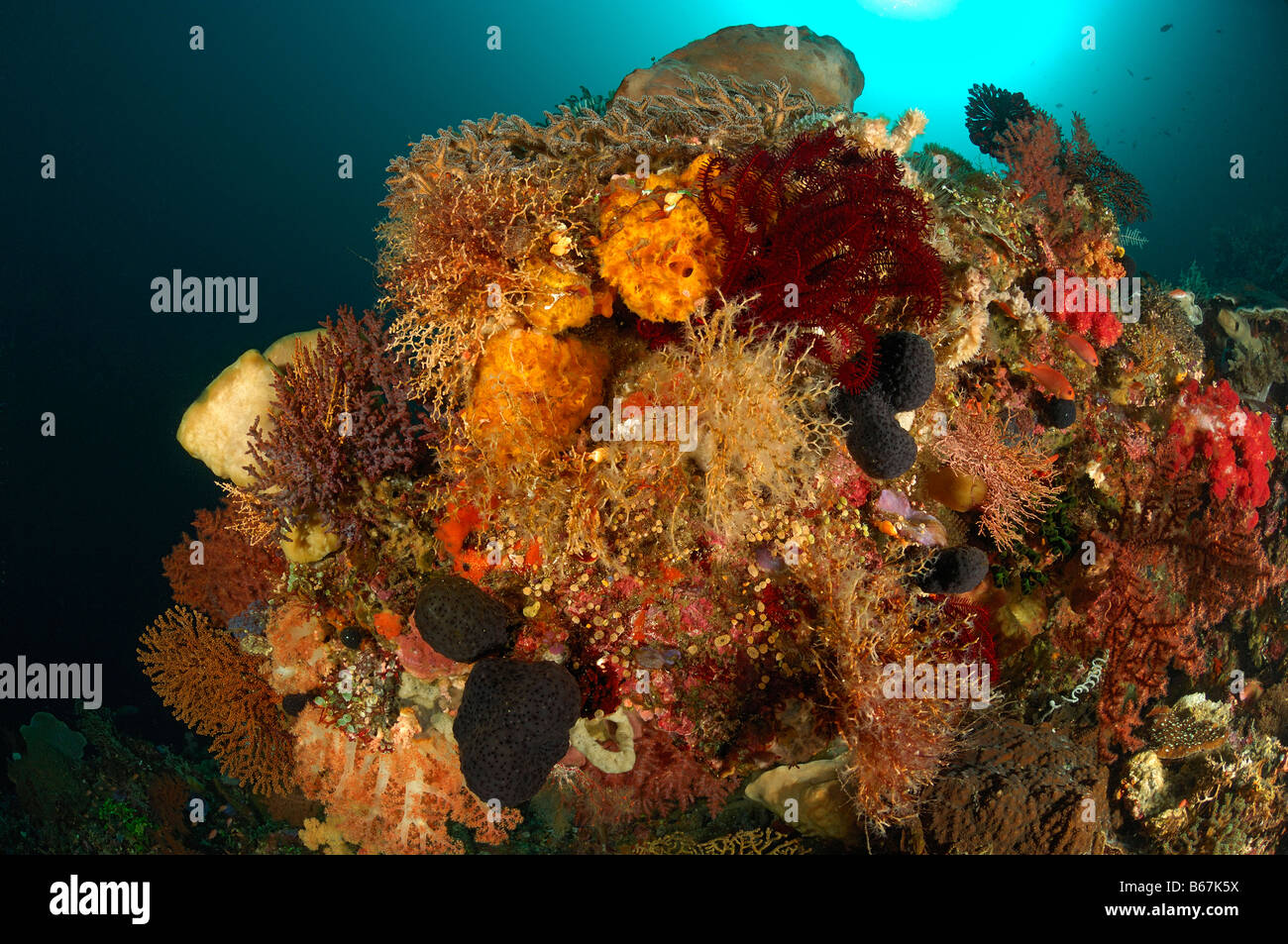 Indo pacific islands species hi-res stock photography and images - Alamy