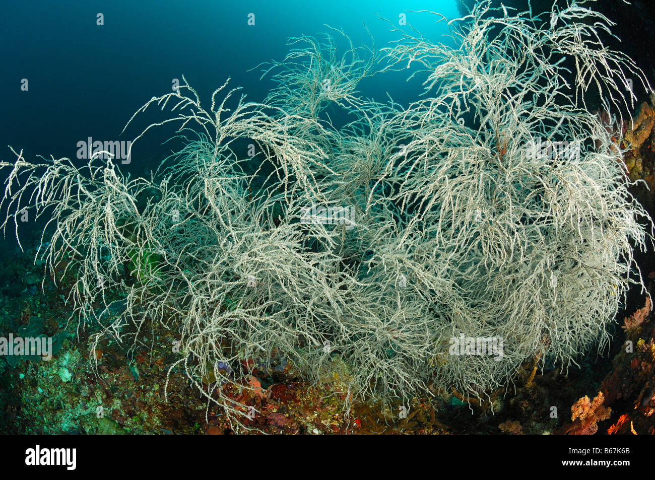 White gorgonian sea fan hi-res stock photography and images - Alamy