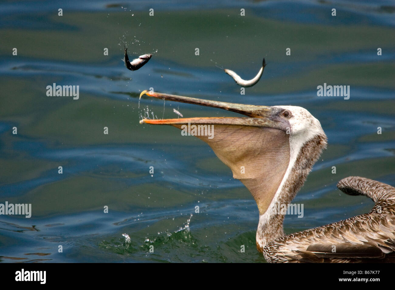 Flinging fish hi-res stock photography and images - Alamy