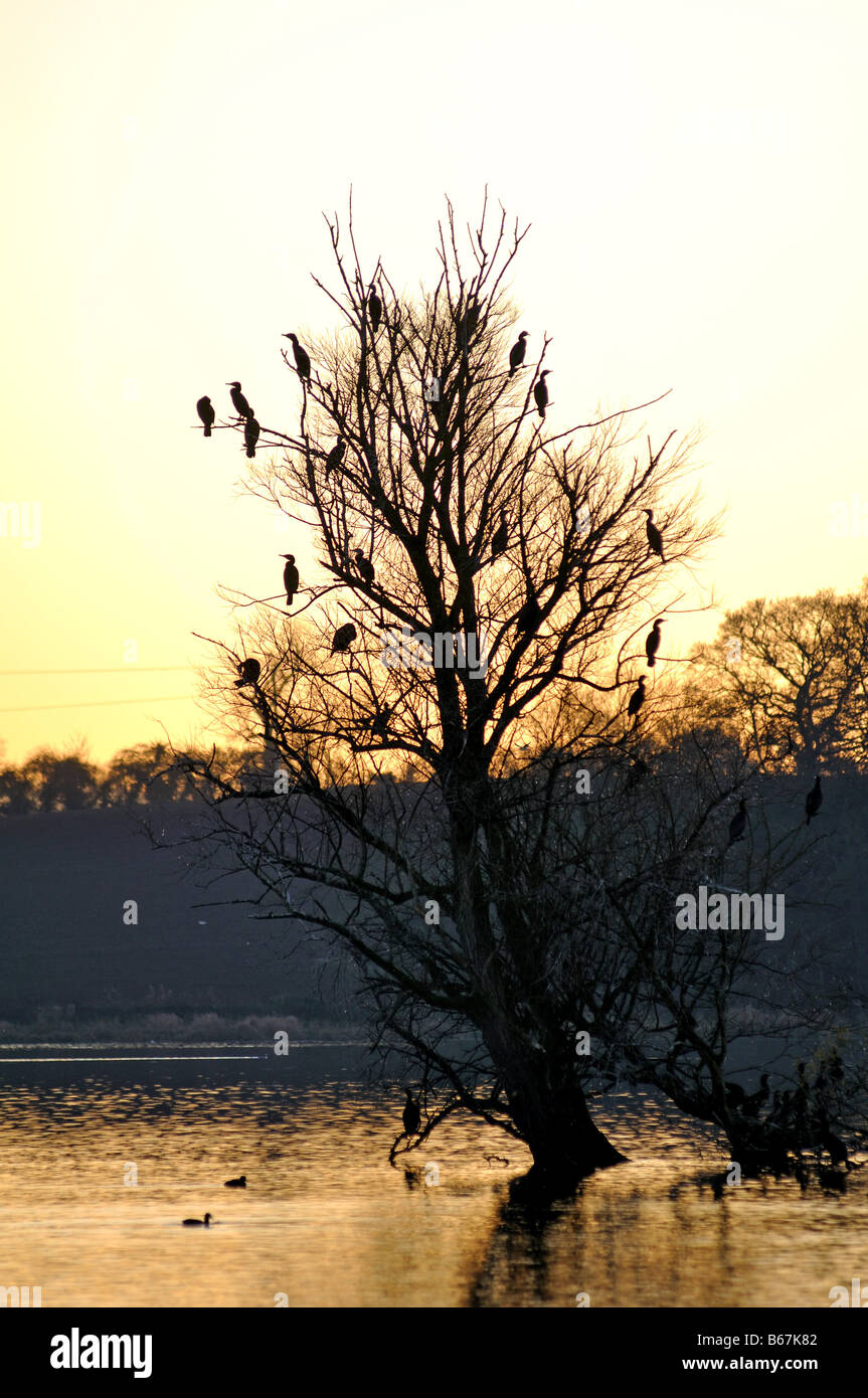 Roosting in tree at sunset hi-res stock photography and images - Alamy