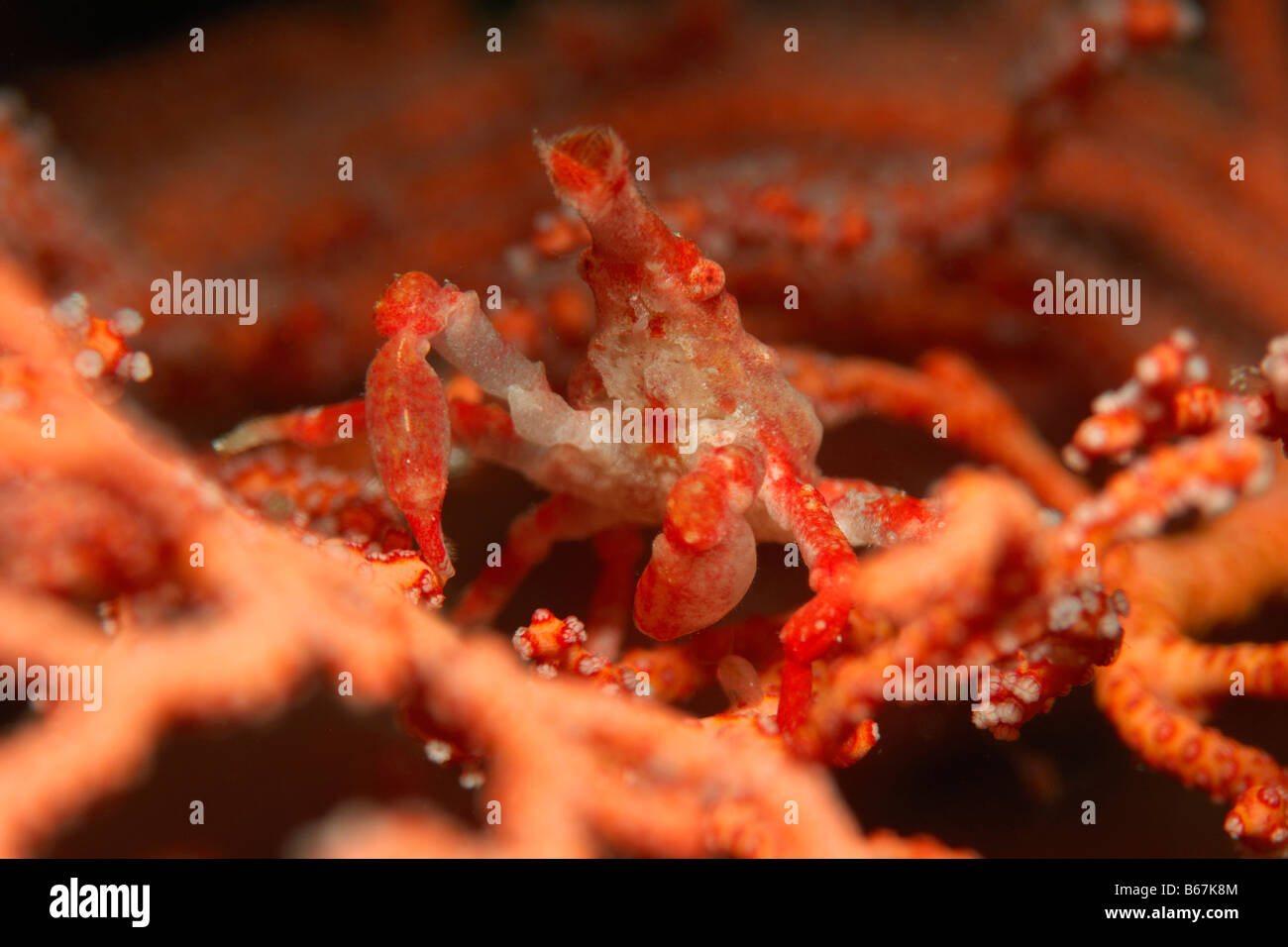 Conic Spider Crab on Gorgonian Xenocarcinus conicus Alor Lesser Sunda ...