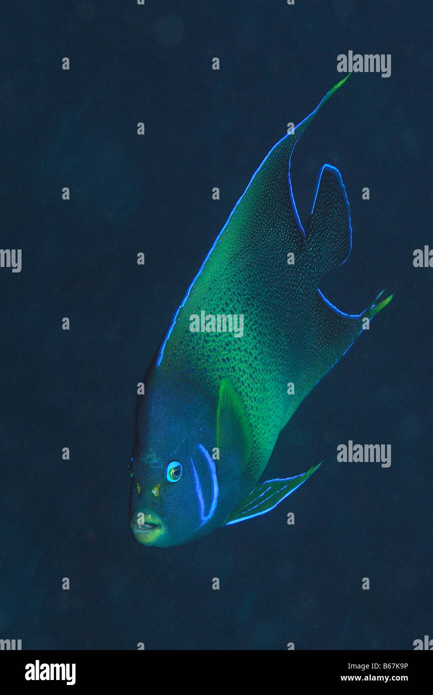 Semicirculatus hi-res stock photography and images - Alamy