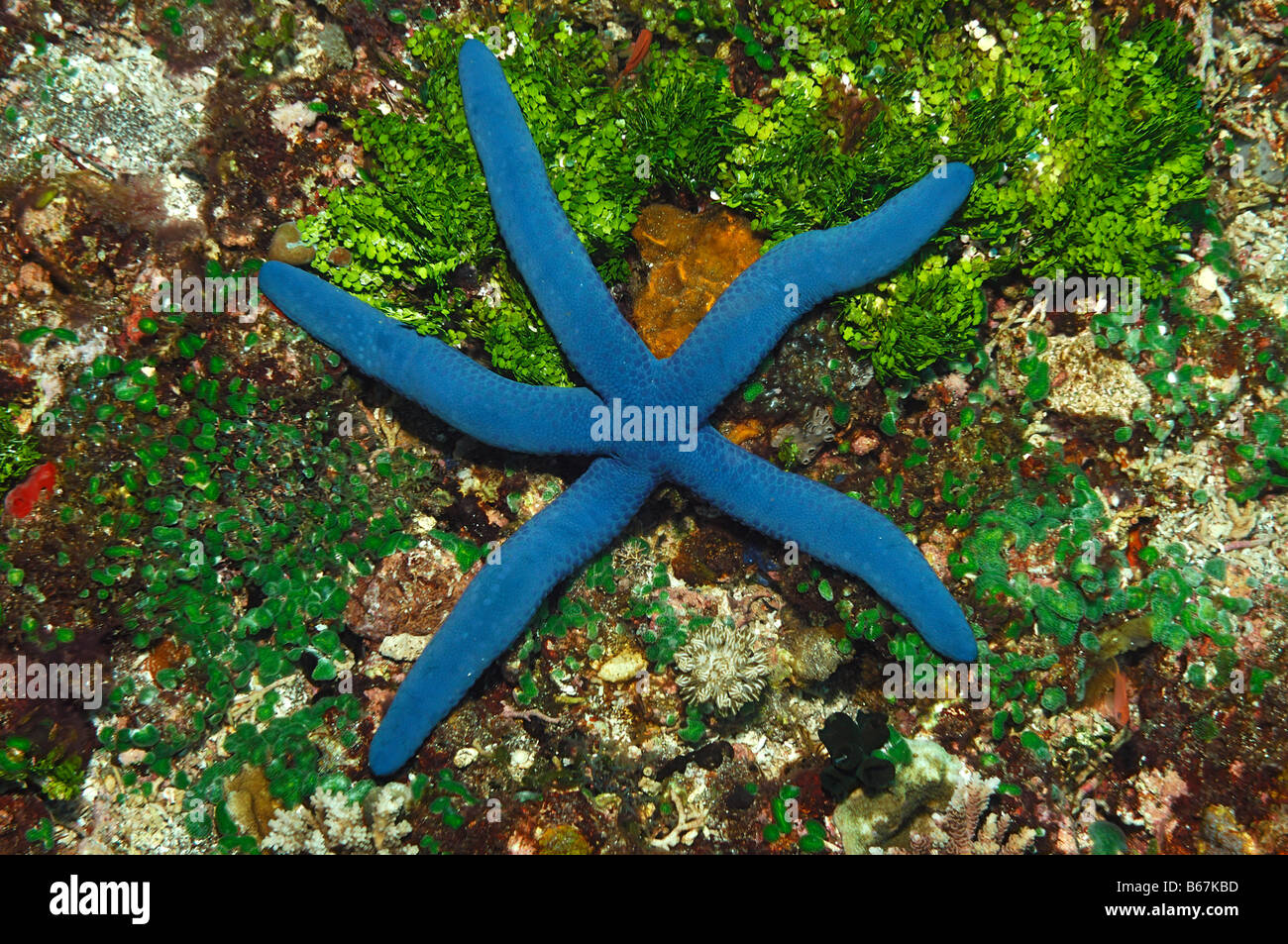 Blue Starfish Linckia laevigata Alor Lesser Sunda Islands Indo Pacific ...