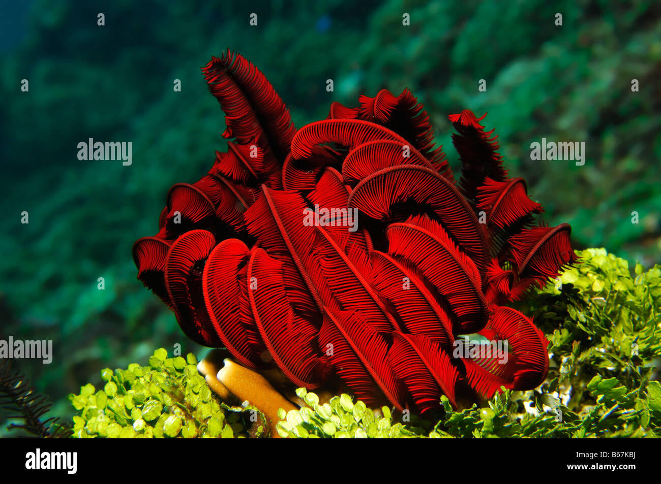 Red Crinoid Alor Lesser Sunda Islands Indo Pacific Indonesia Stock ...