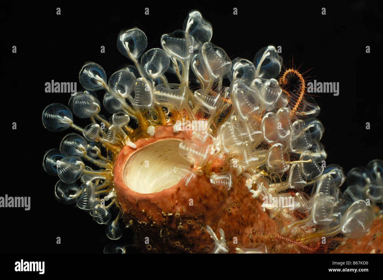 Colony of Tunicates on Sponge Pycnoclavella detorta Alor Lesser Sunda ...