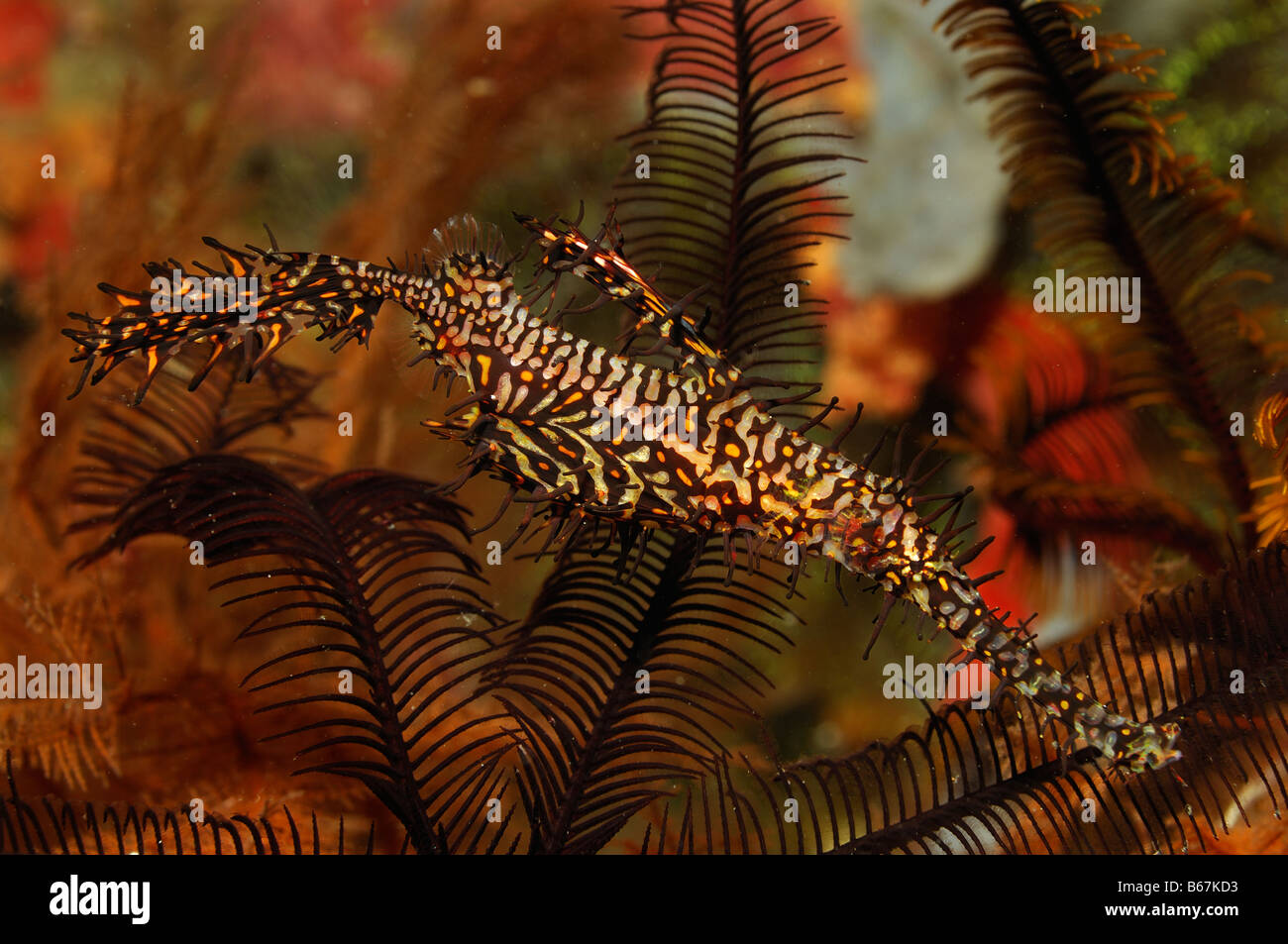 Harlequin Ghost Pipefish Solenostomus paradoxus Alor Lesser Sunda ...