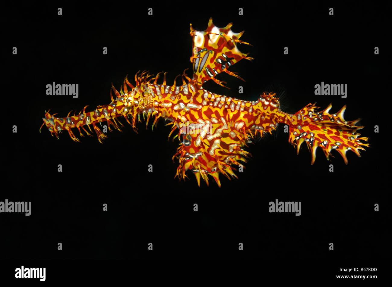 Harlequin Ghost Pipefish Solenostomus paradoxus Alor Lesser Sunda ...