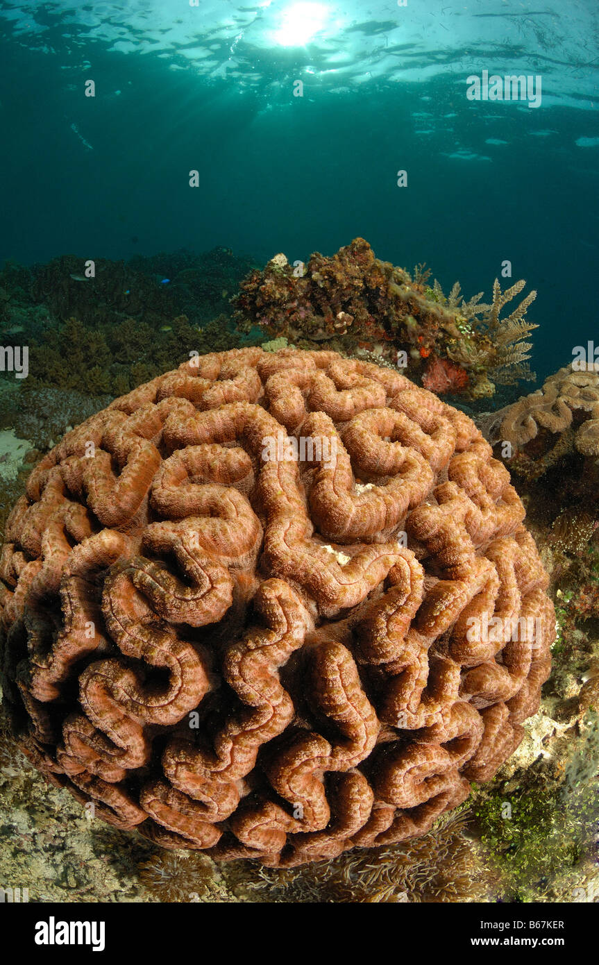 Symphyllia Brain Coral Symphyllia recta Alor Lesser Sunda Islands Indo ...