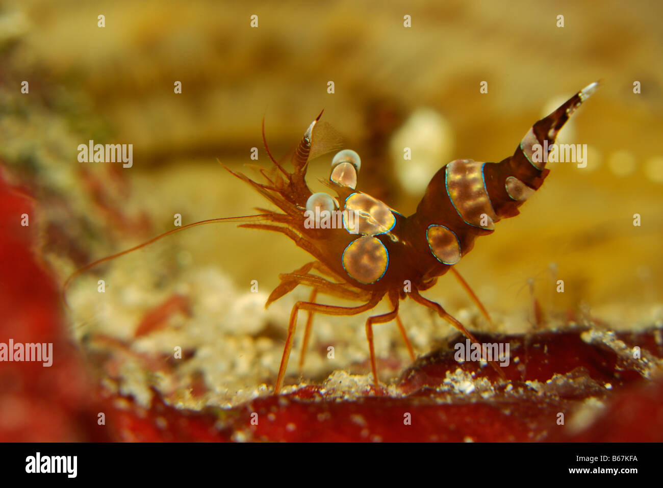 Amboin Shrimp Thor amboinensis Alor Lesser Sunda Islands Indo Pacific ...
