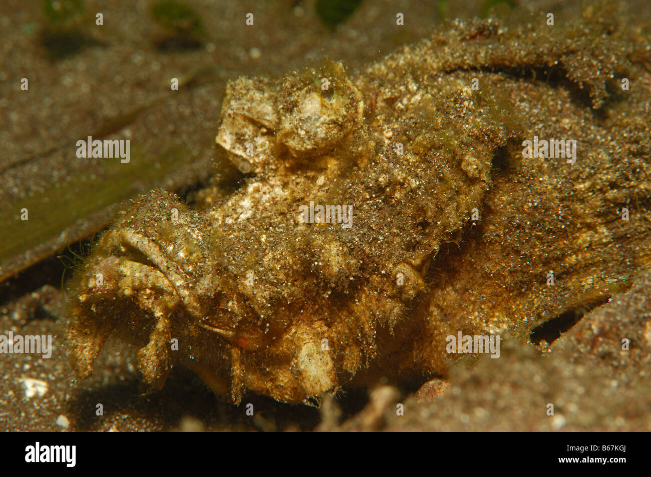 Venemous Spiny Devilfish Inimicus didactylus Alor Lesser Sunda Islands ...