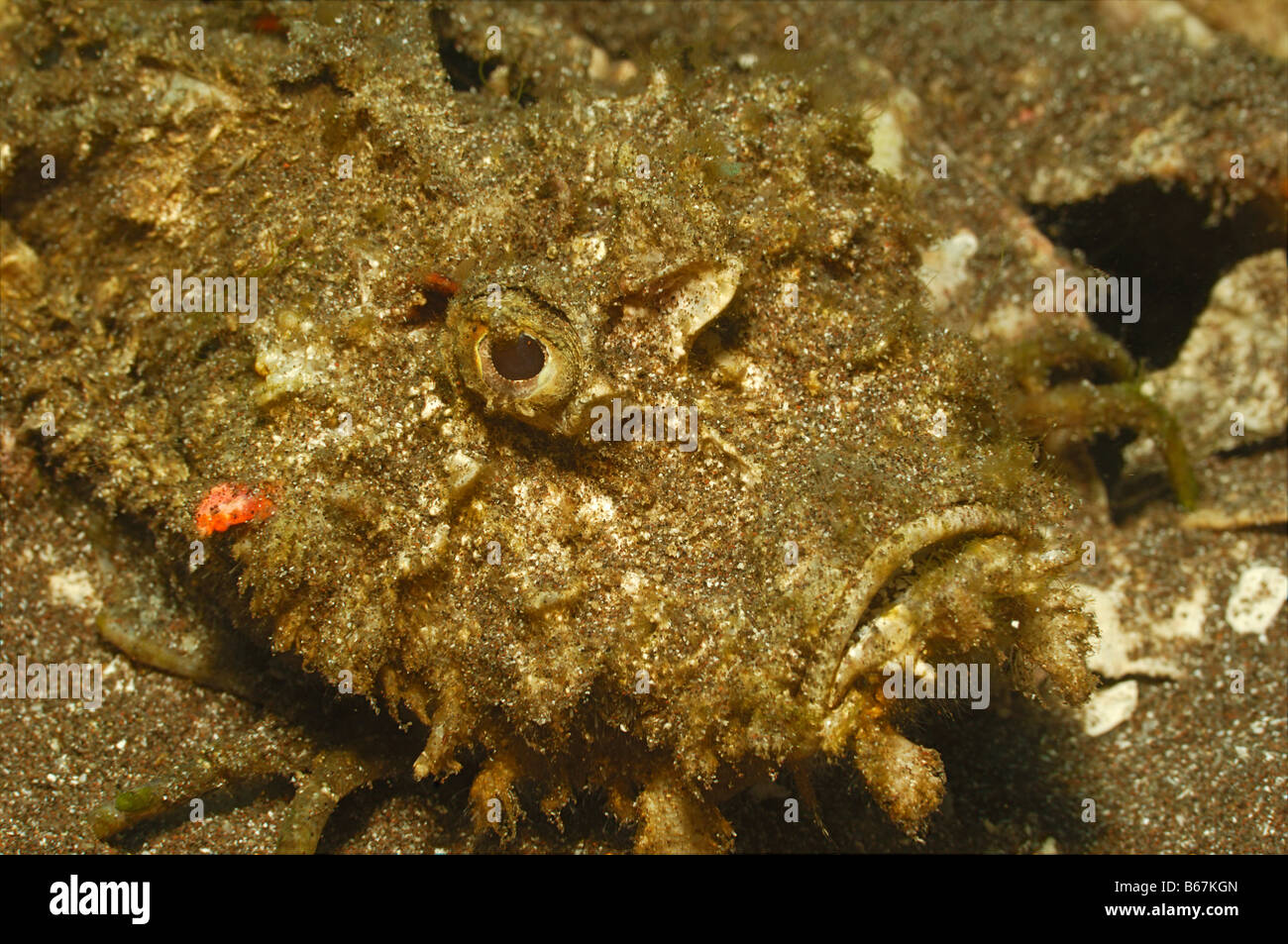 Venemous Spiny Devilfish Inimicus didactylus Alor Lesser Sunda Islands ...
