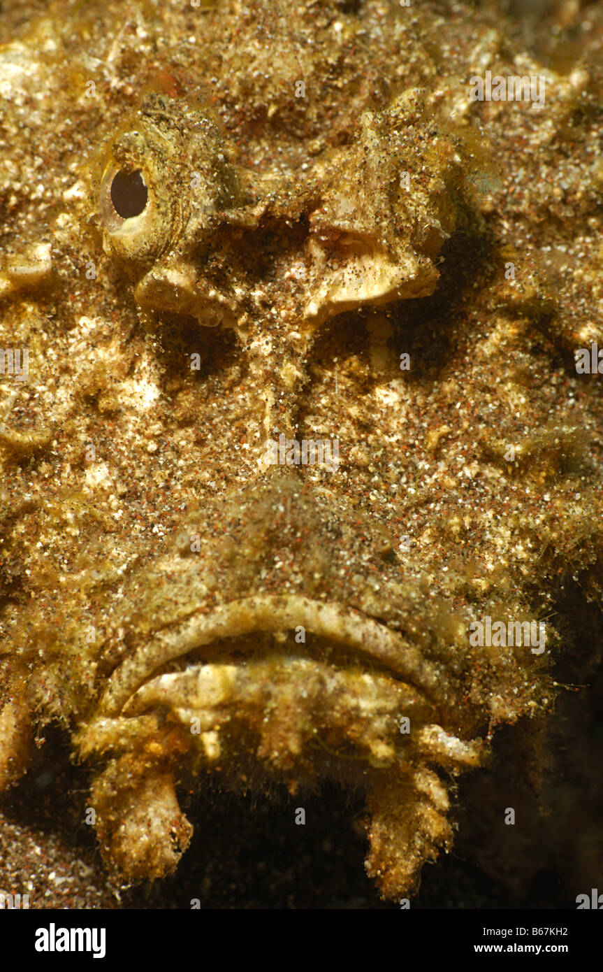 Venemous Spiny Devilfish Inimicus didactylus Alor Lesser Sunda Islands ...