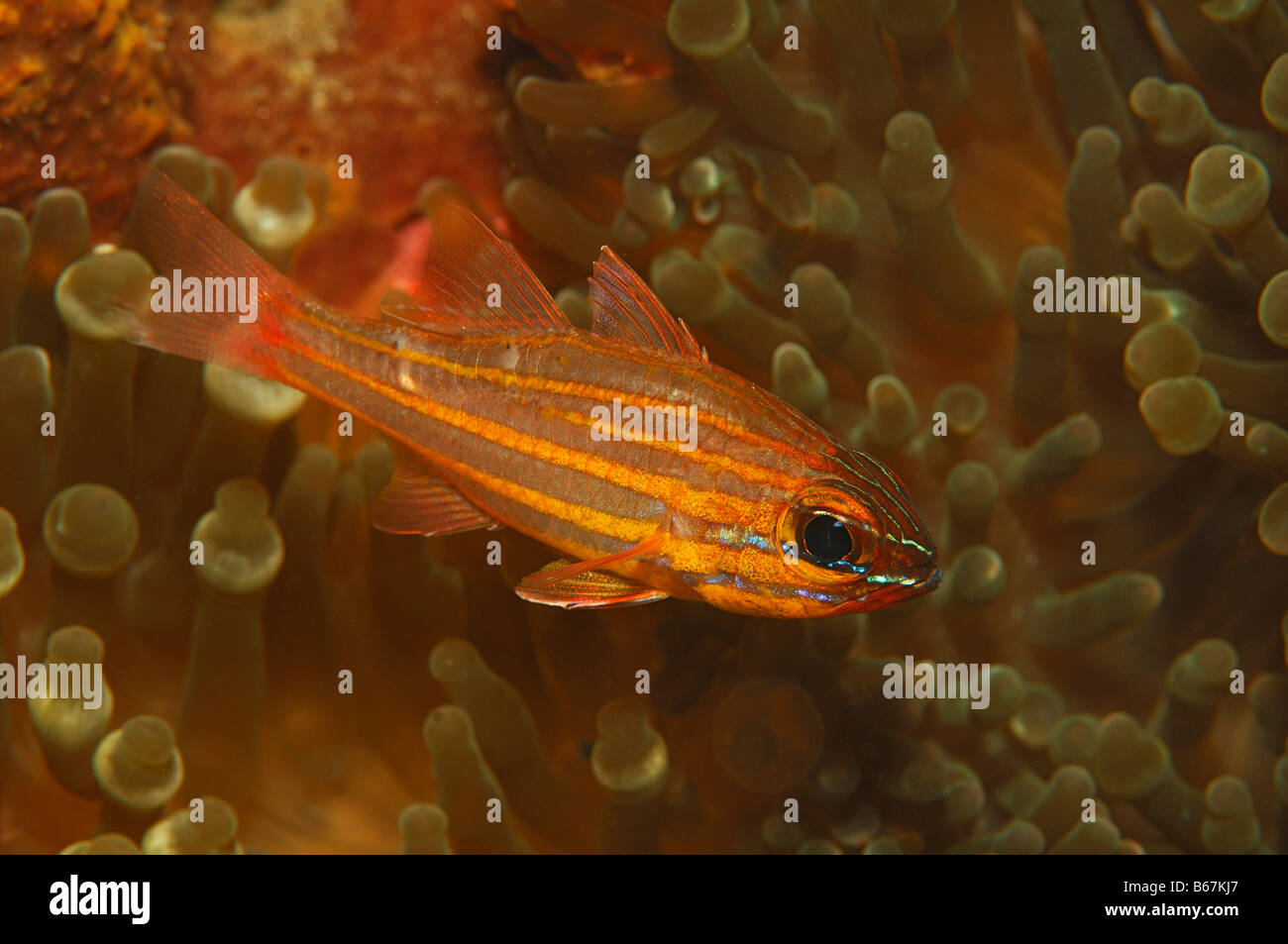 Yellow Cardinalfish Apogon cyanosoma Alor Lesser Sunda Islands Indo ...