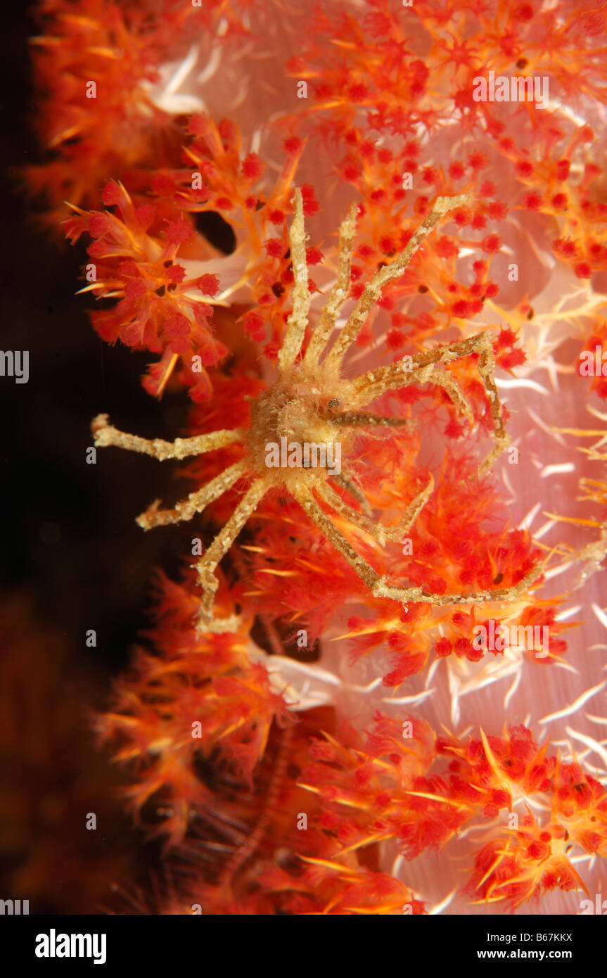 Soft Coral Spider Crab Achaeus spinosus Alor Lesser Sunda Islands Indo ...