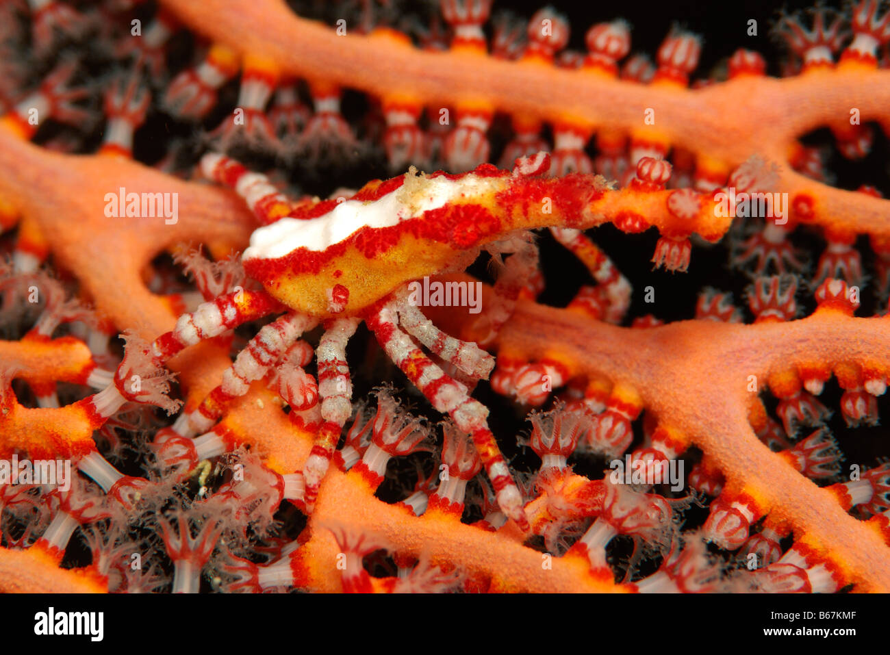 Conic Spider Crab Xenocarcinus conicus Alor Lesser Sunda Islands Indo ...