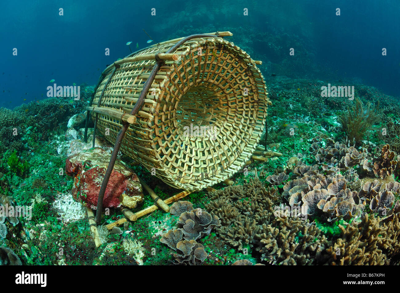 Lobster Trap in Coral Reef Alor Lesser Sunda Islands Indo Pacific ...