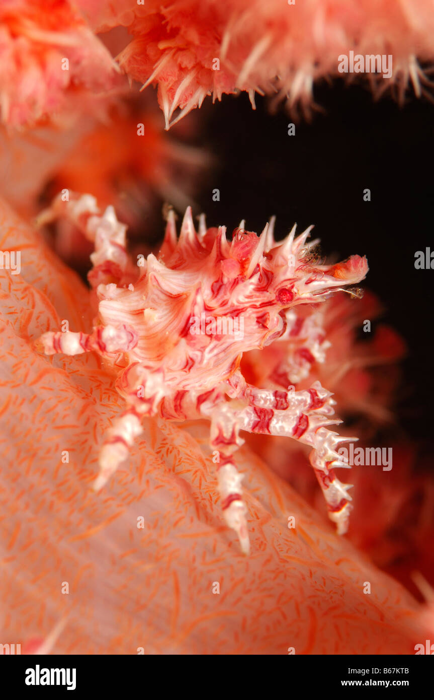 Soft Coral Spider Crab Hoplophrys oatesii Alor Lesser Sunda Islands ...