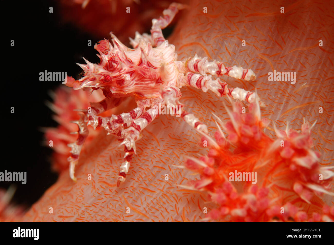 Soft Coral Spider Crab Hoplophrys oatesii Alor Lesser Sunda Islands ...