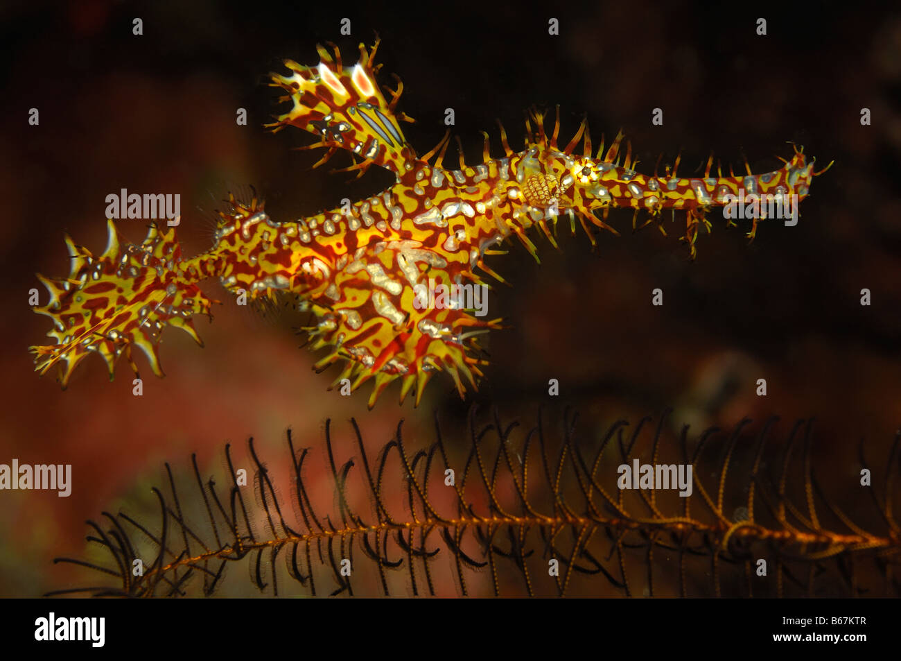 Harlequin Ghost Pipefish Solenostomus paradoxus Alor Lesser Sunda ...