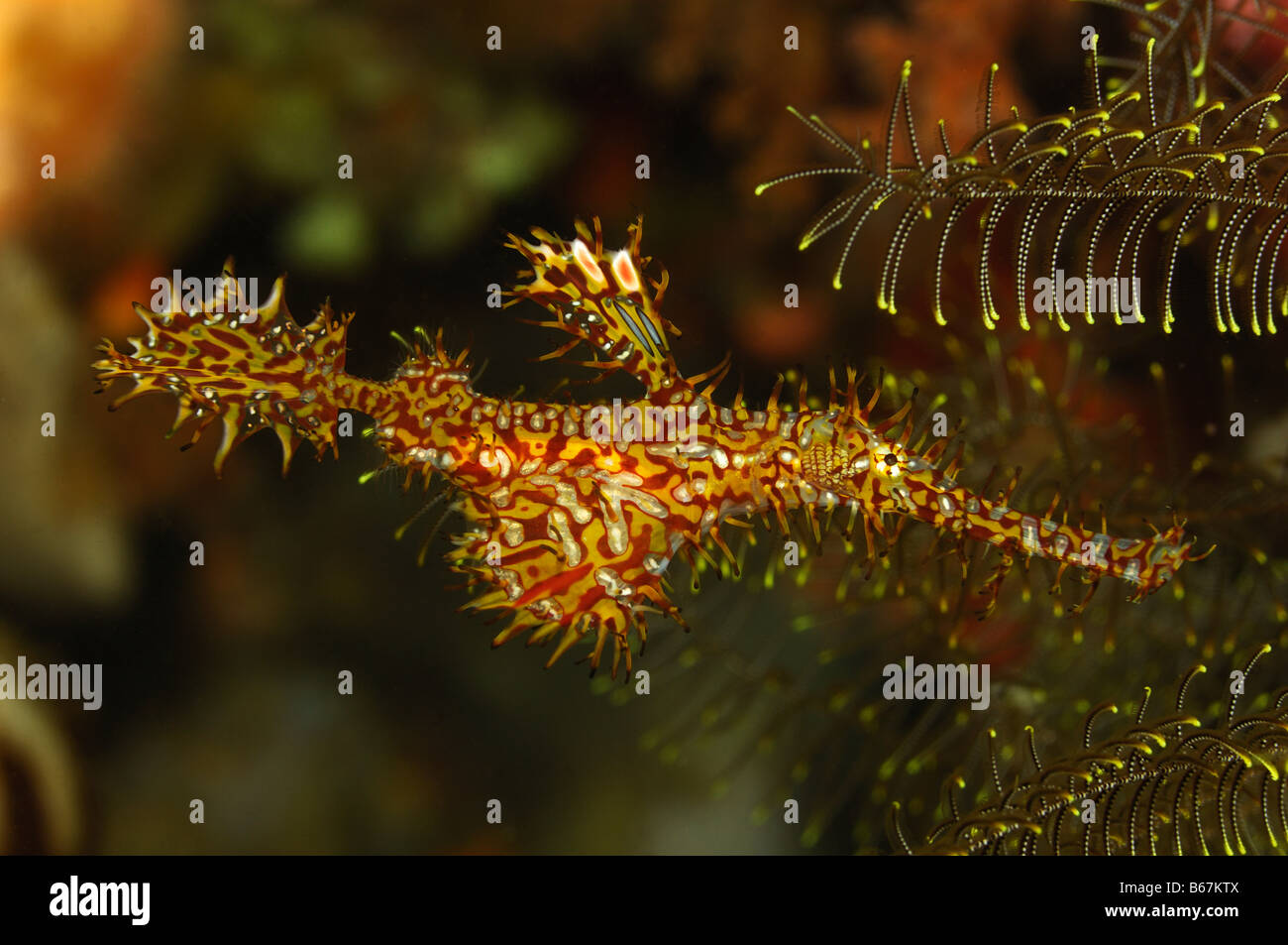 Lesser Pipefish High Resolution Stock Photography and Images - Alamy